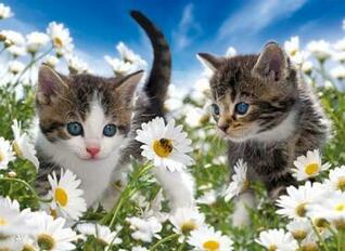 [42+] Spring Kittens Desktop Wallpaper on WallpaperSafari