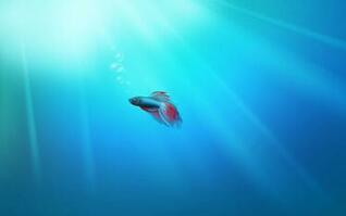 [46+] Windows 7 Fish Wallpaper on WallpaperSafari