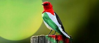 Free download Palestine Sketch by STiX2000 [600x444] for your Desktop ...