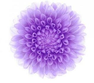 [40+] iOS 8 Flower Wallpaper on WallpaperSafari