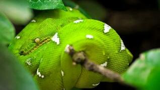 [47+] Green Tree Python Wallpaper on WallpaperSafari