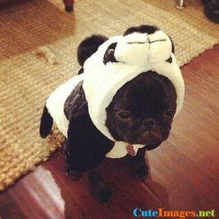 [49+] Embarrassing Wallpapers on WallpaperSafari