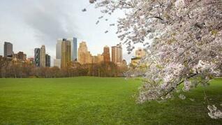 [48+] Central Park Spring Wallpaper on WallpaperSafari