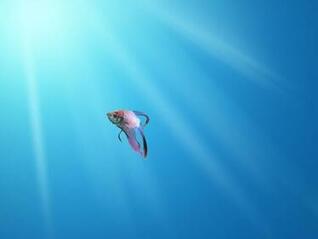 [46+] Windows 7 Fish Wallpaper on WallpaperSafari