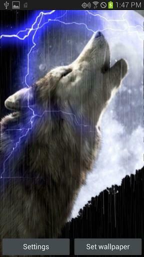 [45+] Live Wolf Wallpapers on WallpaperSafari