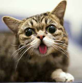 [44+] Derpy Cat Wallpaper on WallpaperSafari