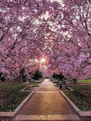 Free download Download Cherry Blossom Walk Washington DC Wallpaper HD ...