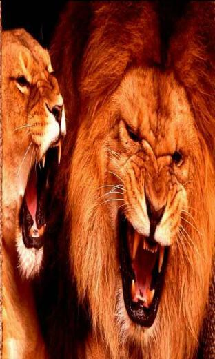 Free download Download Wallpaper 3840x2160 lion burst color dark line ...