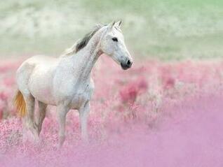 [43+] Pink Horse Wallpaper on WallpaperSafari