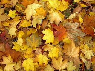 [48+] Fall Wallpapers for Windows 7 on WallpaperSafari