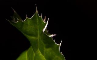 Free download Weed Desktop Wallpapers HD Wallpapers Backgrounds of Your ...