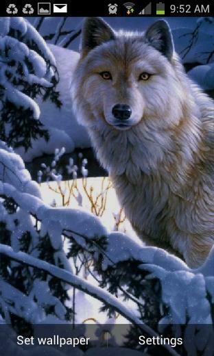 [45+] Live Wolf Wallpapers on WallpaperSafari