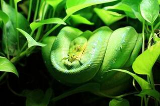 [47+] Green Tree Python Wallpaper on WallpaperSafari