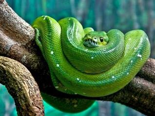 [47+] Green Tree Python Wallpaper on WallpaperSafari