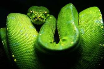 [47+] Green Tree Python Wallpaper on WallpaperSafari