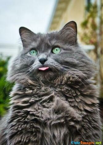 [44+] Derpy Cat Wallpaper on WallpaperSafari