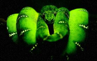 [47+] Green Tree Python Wallpaper on WallpaperSafari