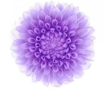 [40+] iOS 8 Flower Wallpaper on WallpaperSafari
