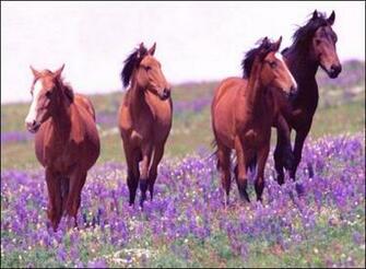 [42+] Horses in Springtime Wallpaper on WallpaperSafari