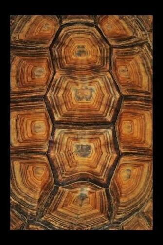 [43+] Tortoise Shell Wallpaper on WallpaperSafari