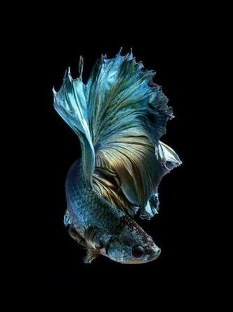 [42+] Betta Fish iPhone Wallpaper on WallpaperSafari