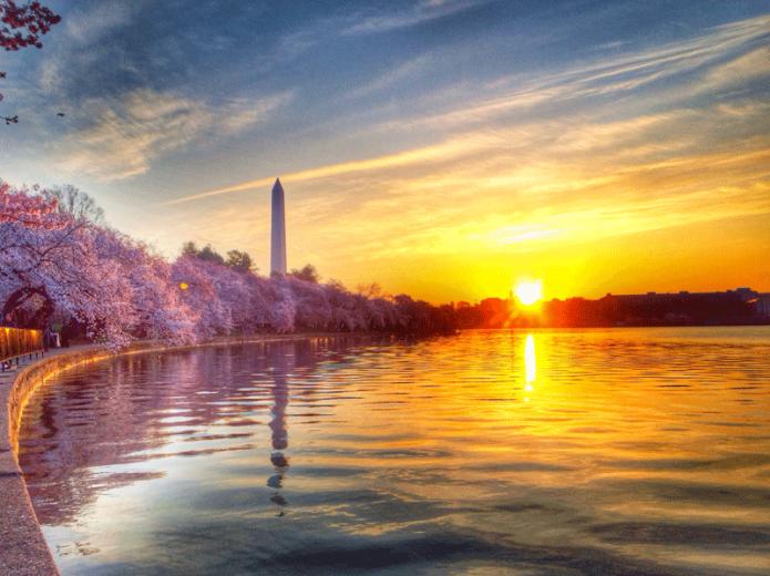 [46+] Washington DC Cherry Blossom Wallpaper on WallpaperSafari