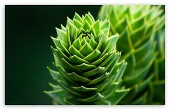 [44+] HD Weed Wallpaper 1080p on WallpaperSafari