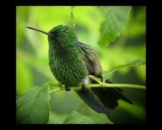 [48+] Hummingbird Screensavers and Wallpaper on WallpaperSafari