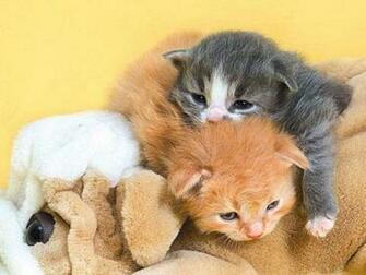 [50+] Free Animal Wallpaper and Screensavers on WallpaperSafari