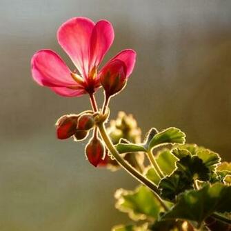 [40+] iOS 8 Flower Wallpaper on WallpaperSafari