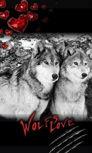 [45+] Wolves in Love Wallpapers on WallpaperSafari