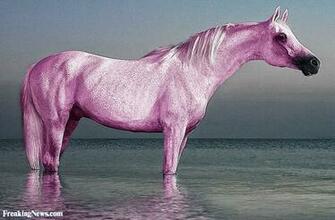 [43+] Pink Horse Wallpaper on WallpaperSafari