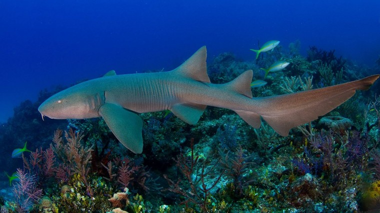 🔥 [130+] Samoan Backgrounds | WallpaperSafari