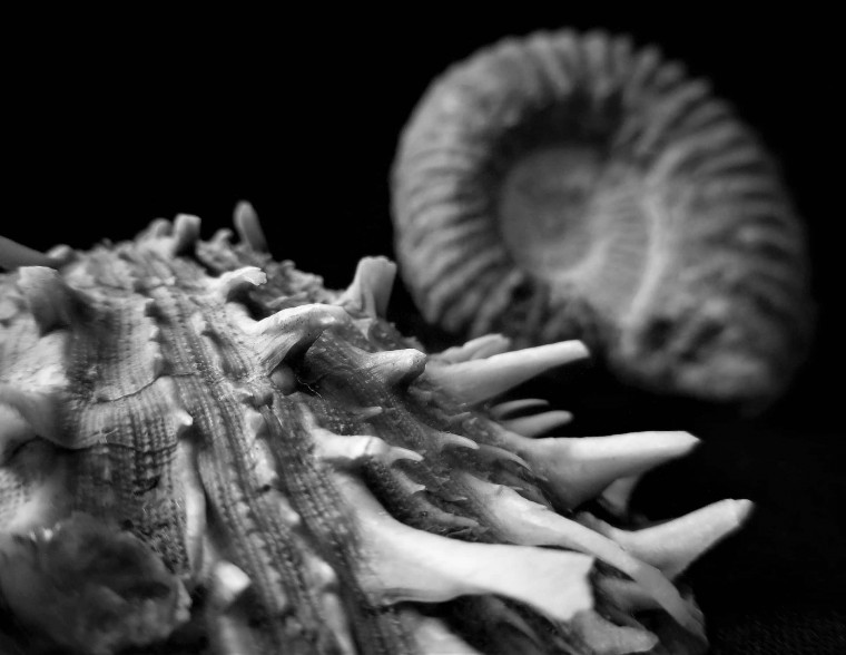 🔥 Free Download Ammonite Fossil Black Background Cfqa2F6Ph3Gt0Qlf ...