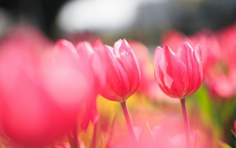 🔥 [60+] Pink Tulips Wallpapers | WallpaperSafari
