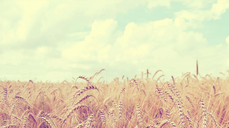 🔥 [50+] Soft Aesthetic Wallpapers | WallpaperSafari