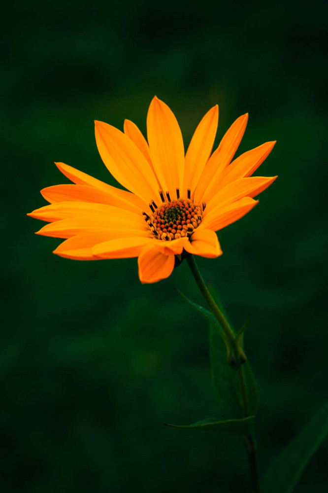 🔥 [40+] Orange Flower Wallpapers | WallpaperSafari