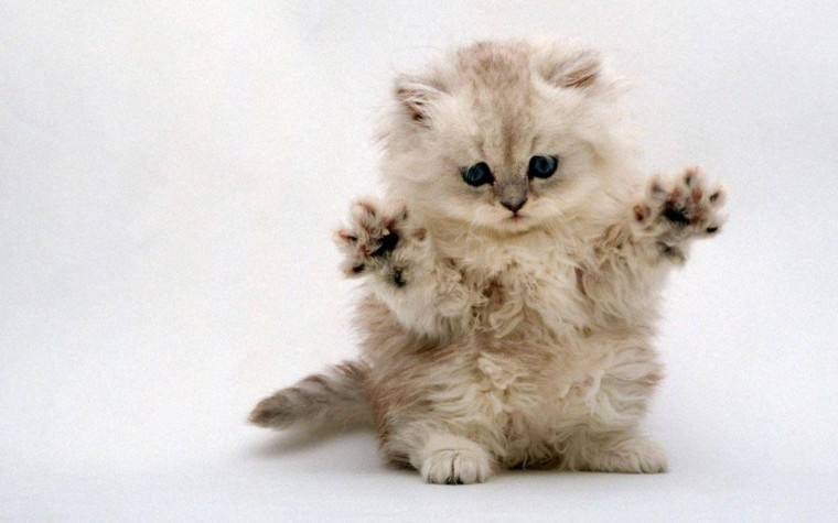 🔥 Free Download Funny Cat With Big Glasses X Wallpaper Hd by ...