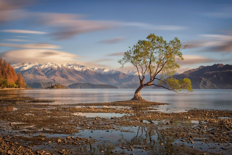 🔥 Free Download Reflection Lake Wanaka Willow Tree New Zealand Eloquent ...