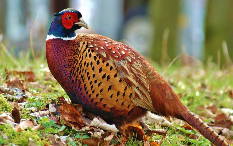🔥 Free Download Pheasant Hunting Wallpaper by @carlaharris ...