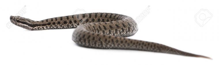 [44+] Adder Background on WallpaperSafari