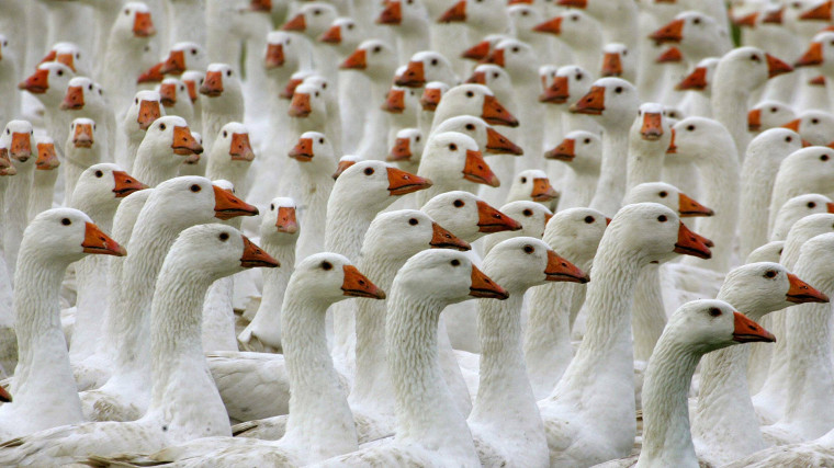 🔥 Free Download Goose Wallpaper by @mreynolds38 | WallpaperSafari