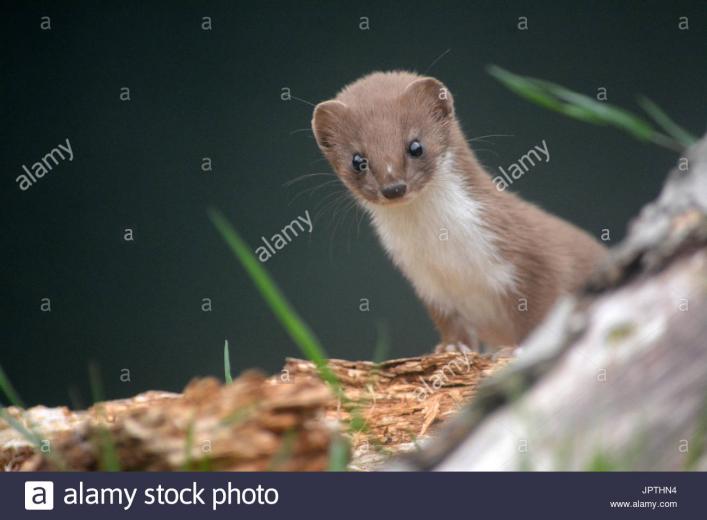 Free download Cute Face Of Red Stoat On Green Background Stock Photo ...