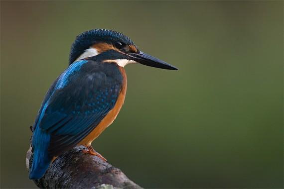 🔥 [50+] Send Wallpapers to Cell Phone | WallpaperSafari