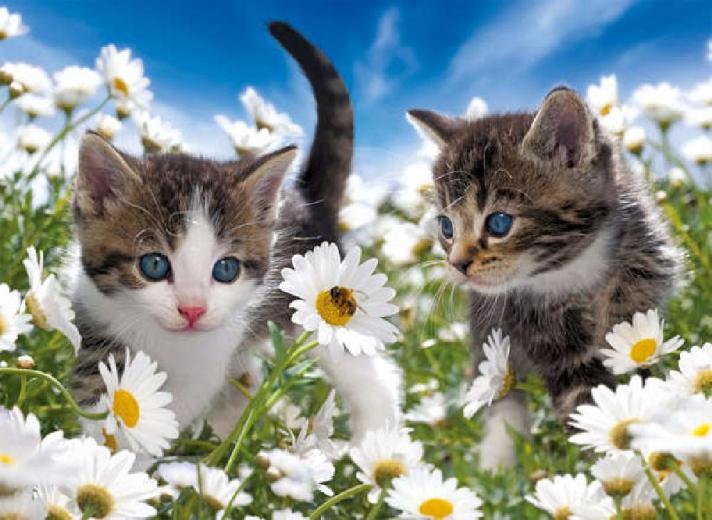 🔥 [40+] Spring Kittens Desktop Wallpapers | WallpaperSafari
