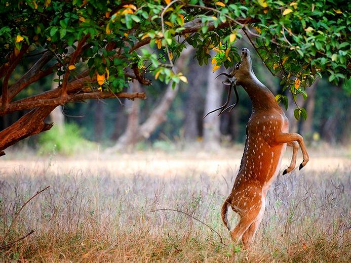 🔥 [90+] Deer Hunting Desktop Wallpapers | WallpaperSafari