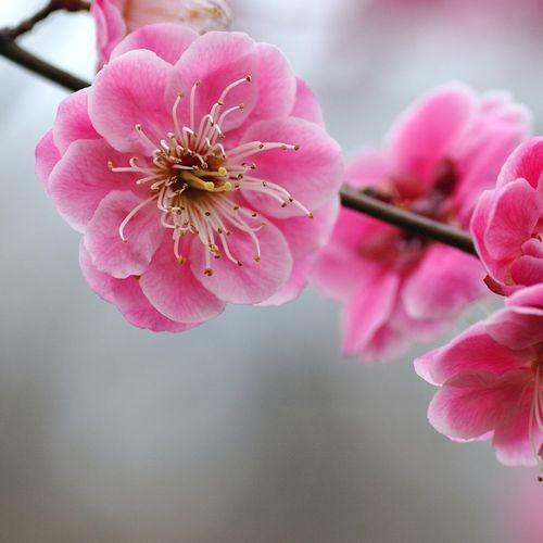 🔥 [50+] Apple Blossom Wallpapers Screensavers | WallpaperSafari