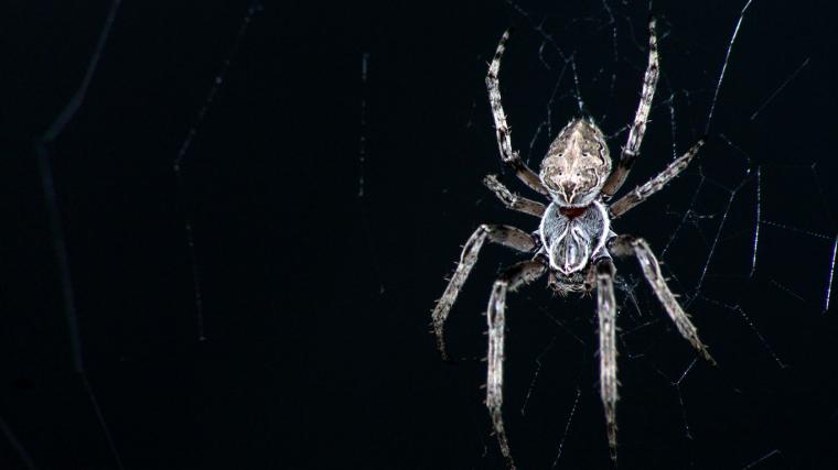 🔥 [50+] Scary Spider Wallpapers | WallpaperSafari