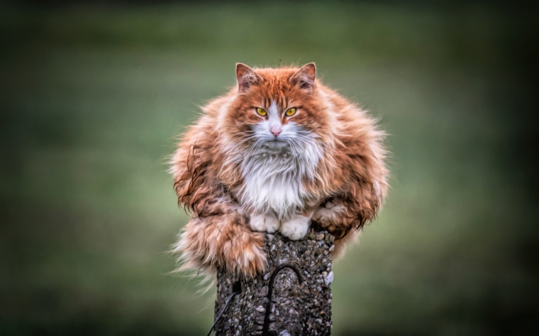 🔥 [50+] Cat 4k Wallpapers | WallpaperSafari