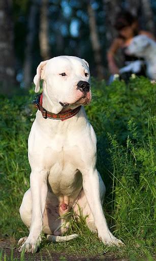 🔥 [90+] Dogo Wallpapers | WallpaperSafari